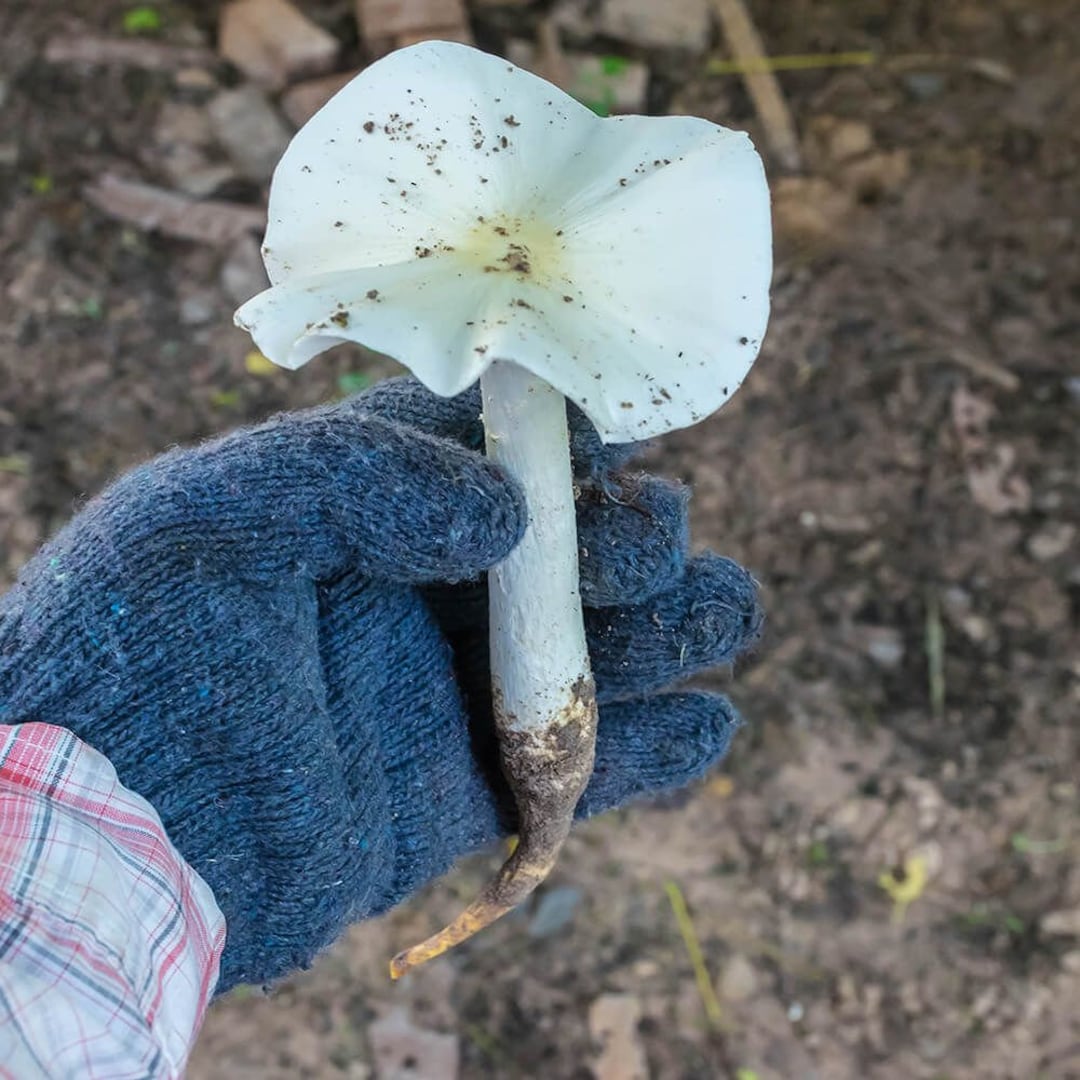 Termite Mushroom (termitomyces Albuminosus) Liquid Culture - Etsy