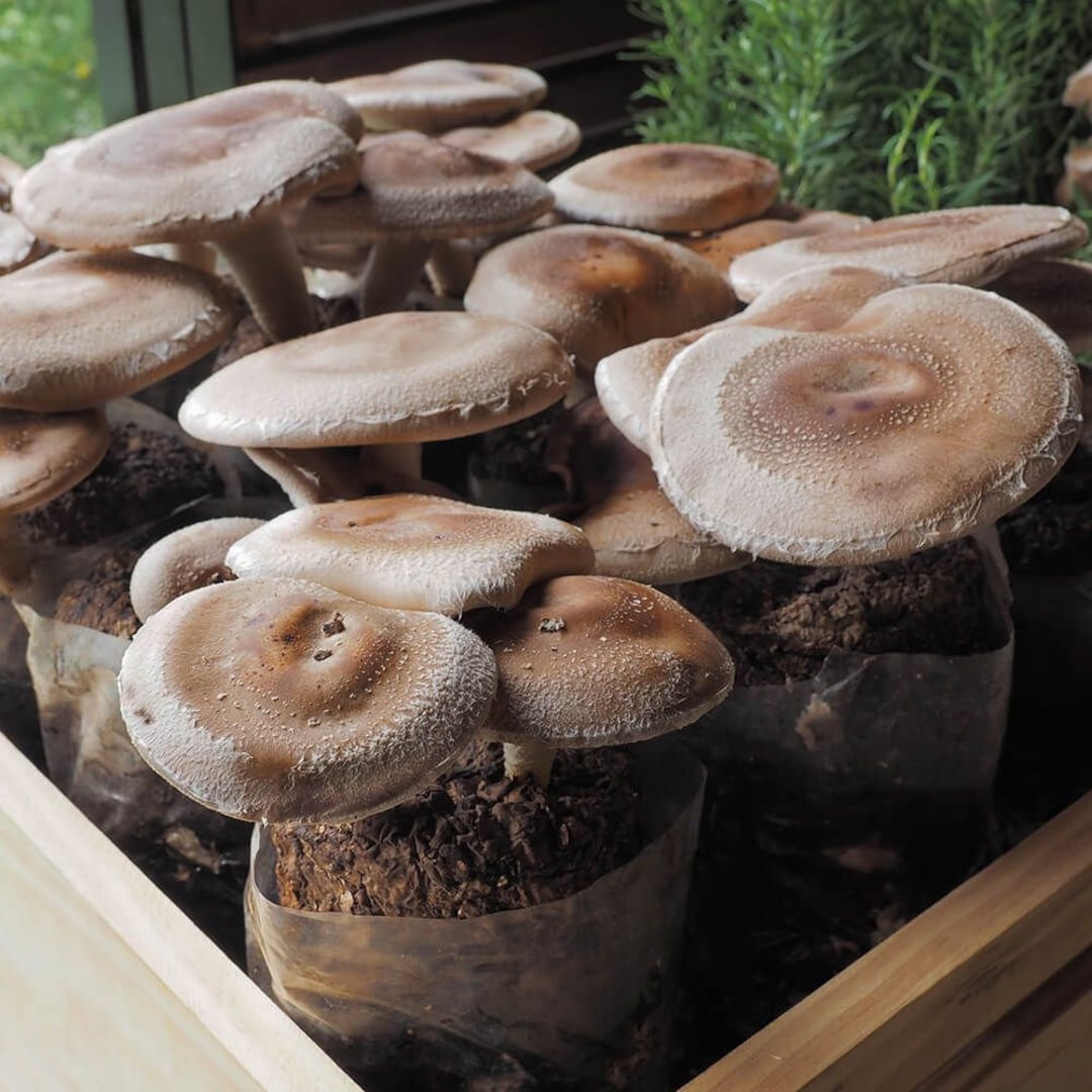 Shiitake WW 55-85 Fahrenheit (lentinula Edodes) Liquid Culture - Etsy