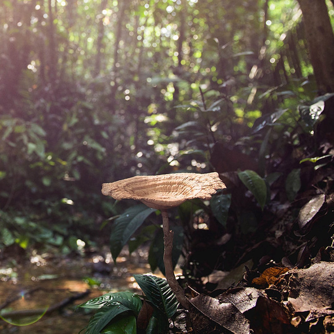 Tiger Milk Mushroom (lignosus Rhinocerus) Liquid Culture - Etsy