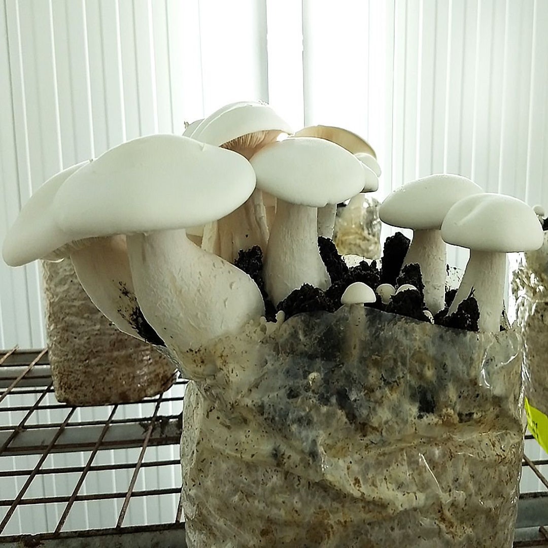 Milky Mushroom (calocybe Indica) Liquid Culture - Etsy