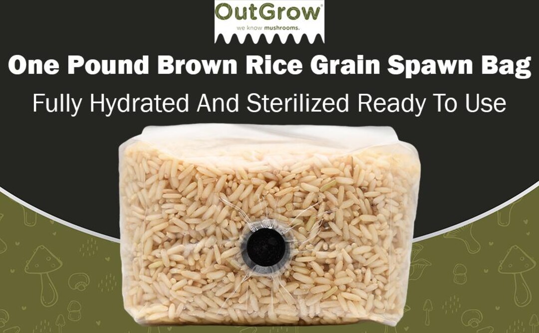 Premium Brown Rice Mushroom Spawn Bag | Sterilized Grain Spawn With ...