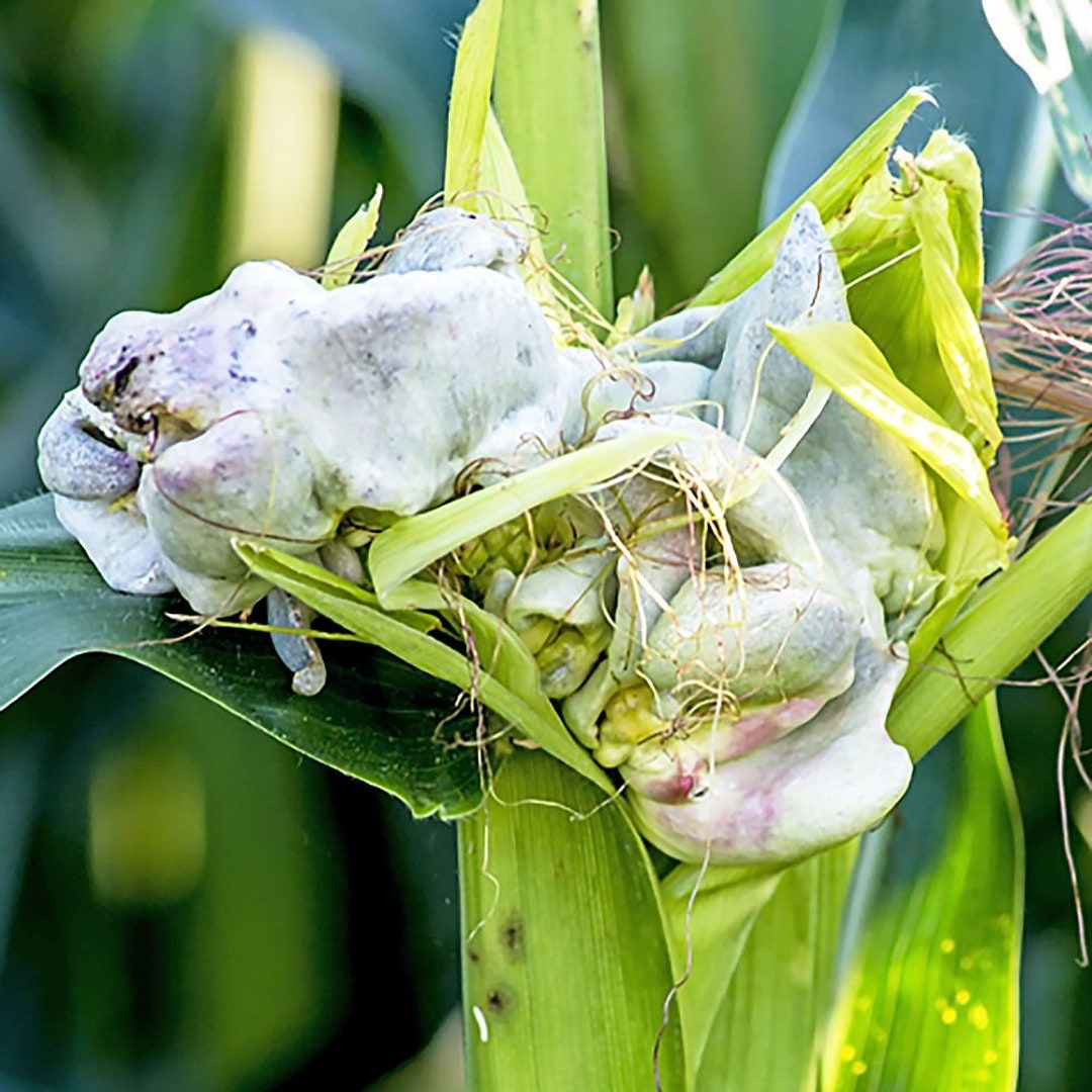 Corn Smut (ustilago Maydis) Liquid Culture - Etsy
