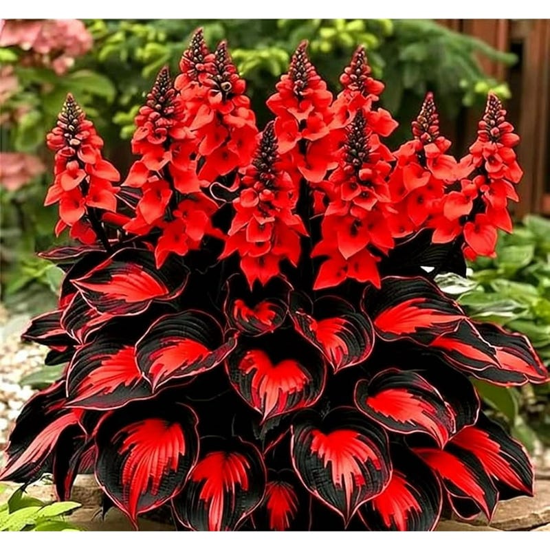 Black and Red Hosta Plants - Etsy