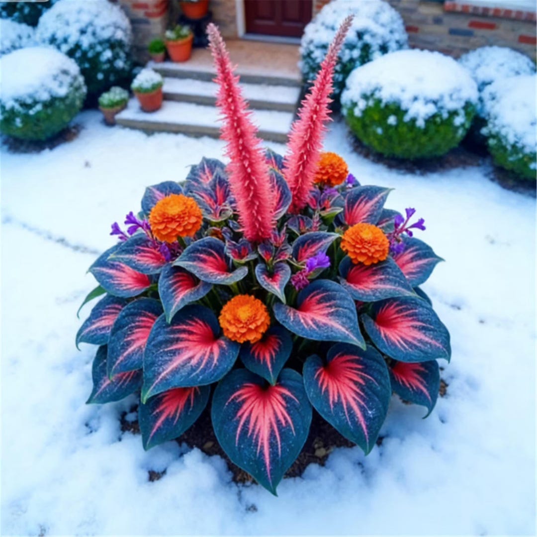 25+ Blue Red Coleus Seeds | Rare Color Foliage | Easy-to-grow ...