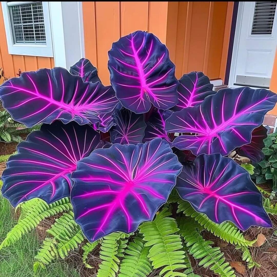 Calathea Couture Indoor Outdoor Plant Seeds - Etsy