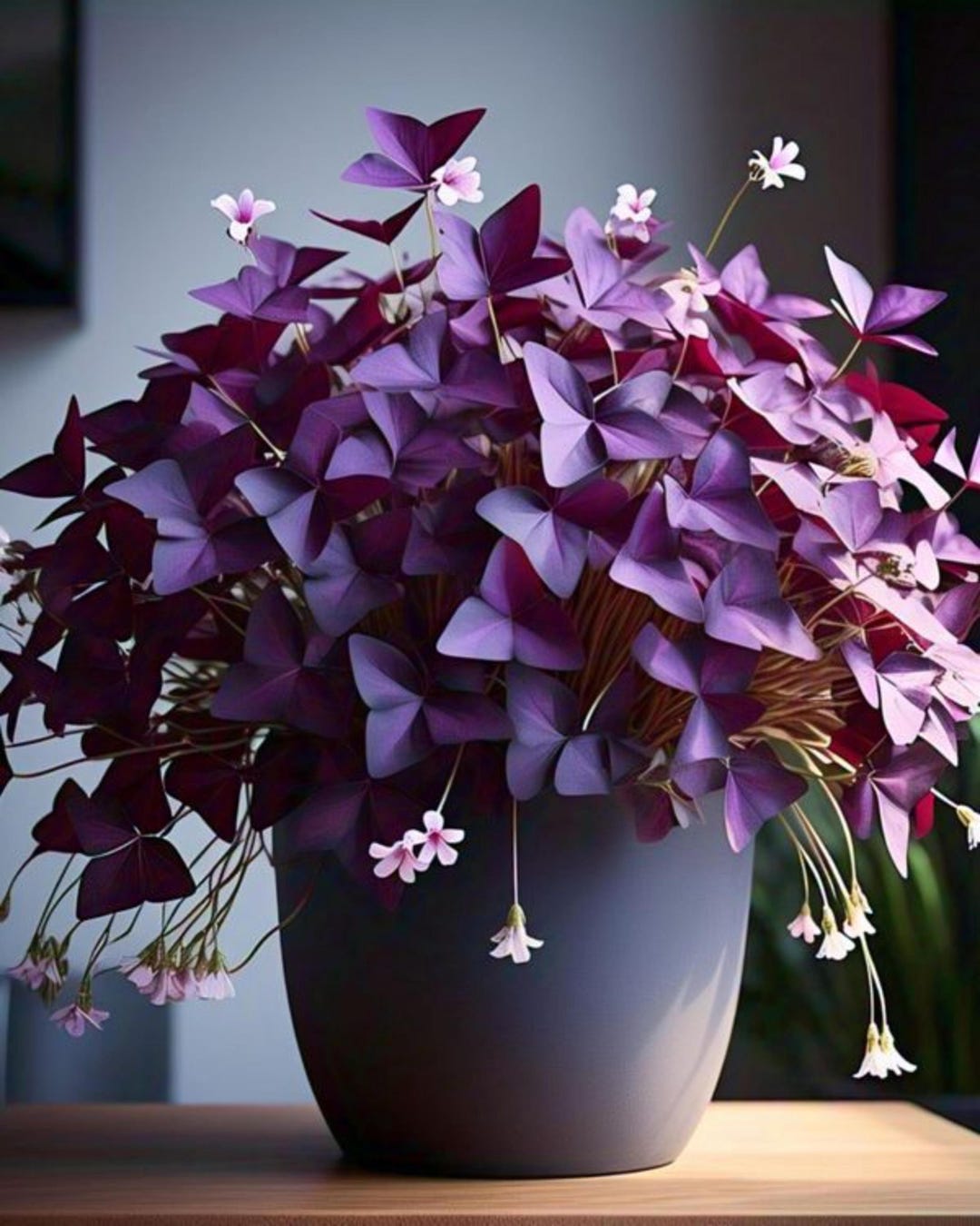 Purple Shamrock Oxalis Bulbs Good Luck Plant - Etsy