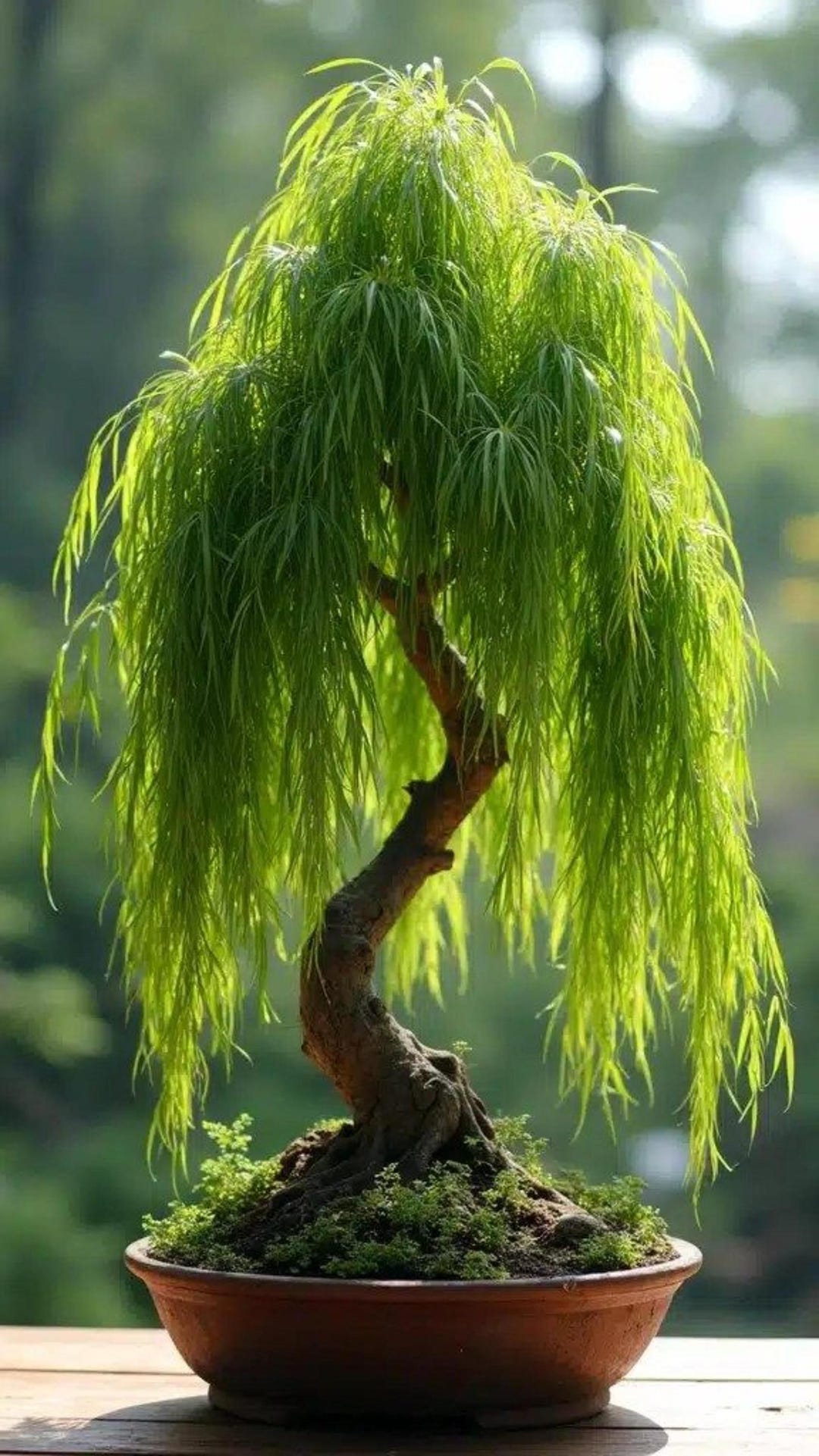 Green Weeping Willow Tree Cutting – Easy Grow - Etsy