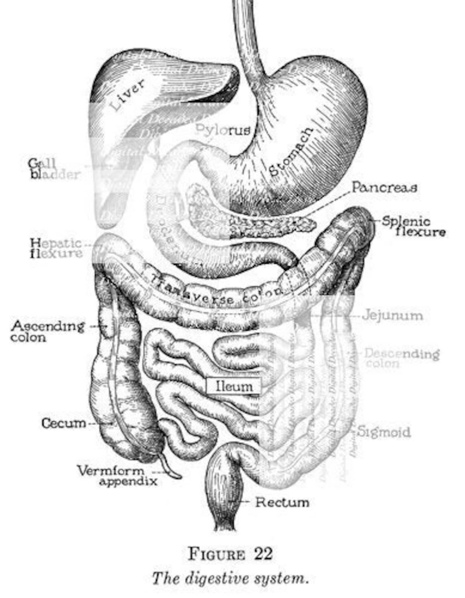 You've Got Guts - Medical Digestion Anatomy Human Vintage Art ...