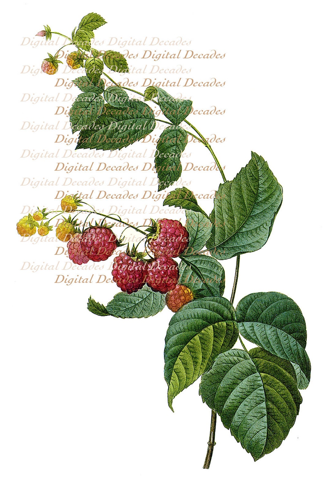 French Red Raspberries Fruit Botanical - Digital Image Vintage Art ...