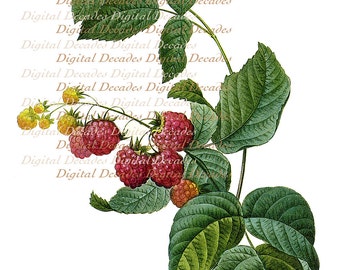 Red Raspberries Fruit Botanical Digital Image Vintage Art | Etsy