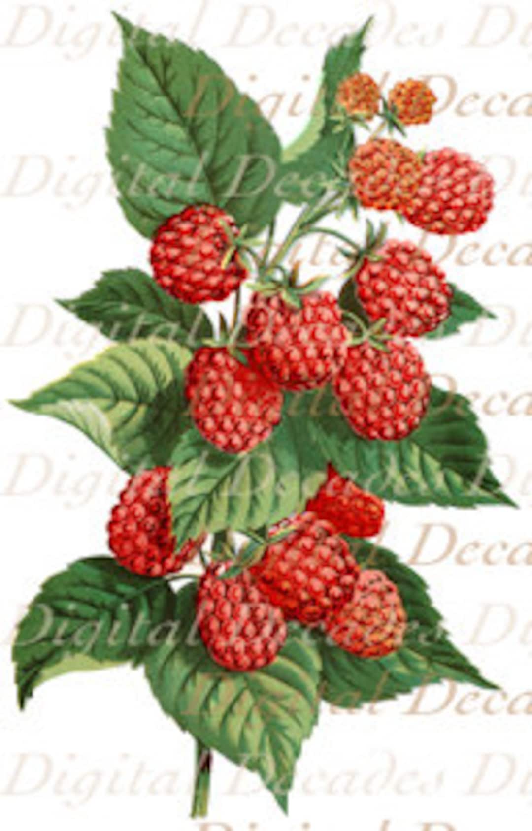 Red Raspberries Fruit Botanical - Digital Image Vintage Art ...