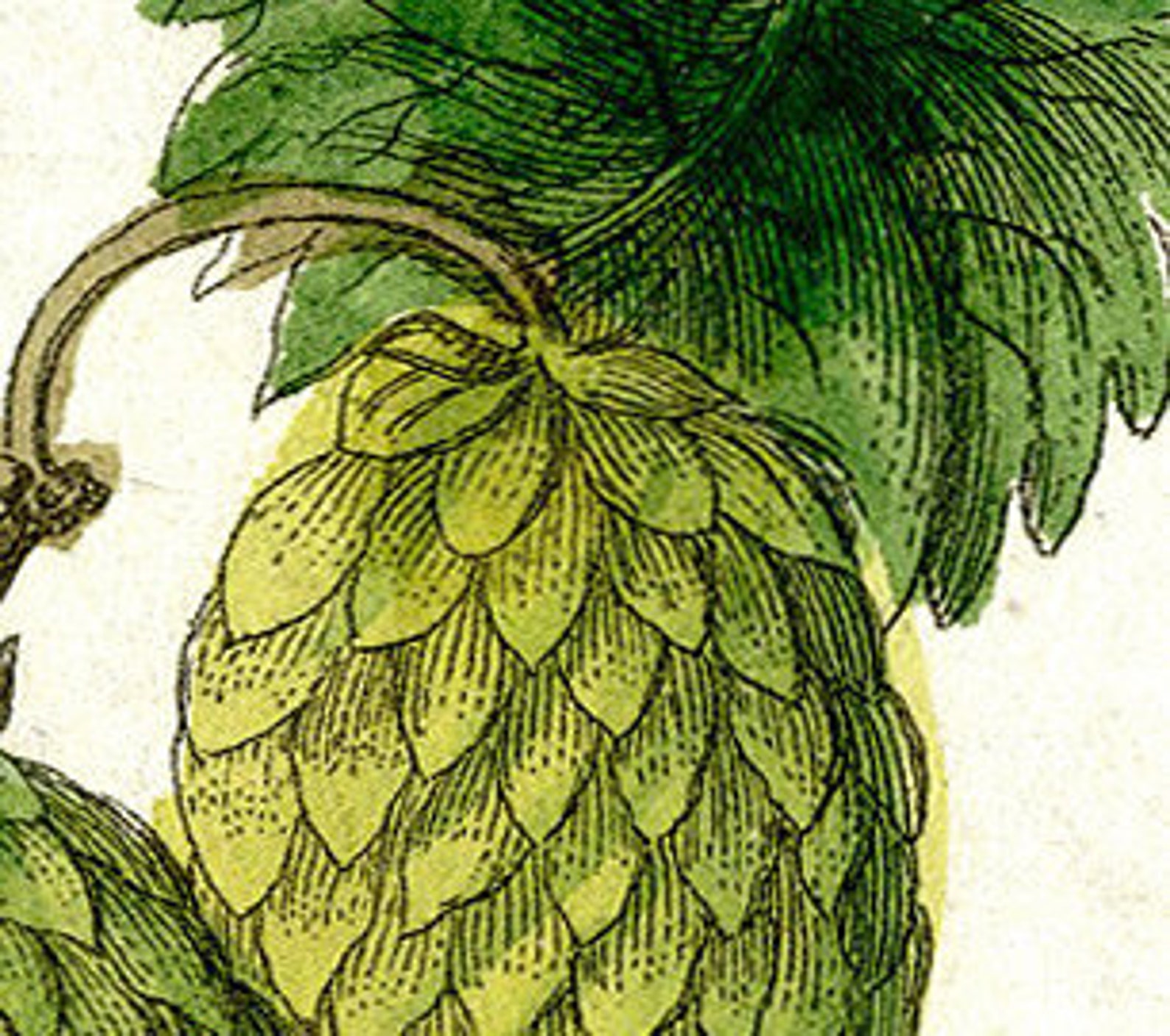 Hops Botanical Plant Beer - Digital Image - Vintage Art Illustration - Etsy