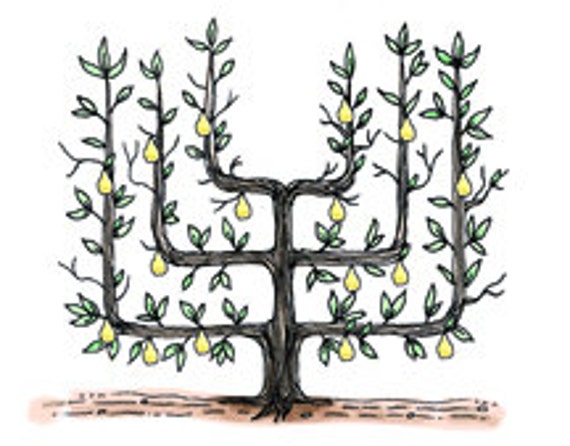 Espalier Parterre Cordon Topiary Pear Tree Formal Garden | Etsy