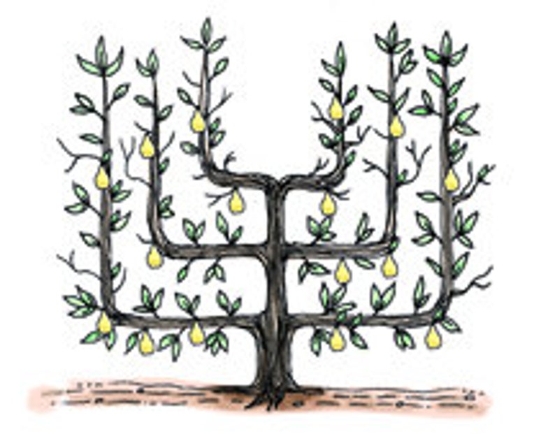 Espalier Parterre Cordon Topiary Pear Tree Formal Garden Boxwood ...