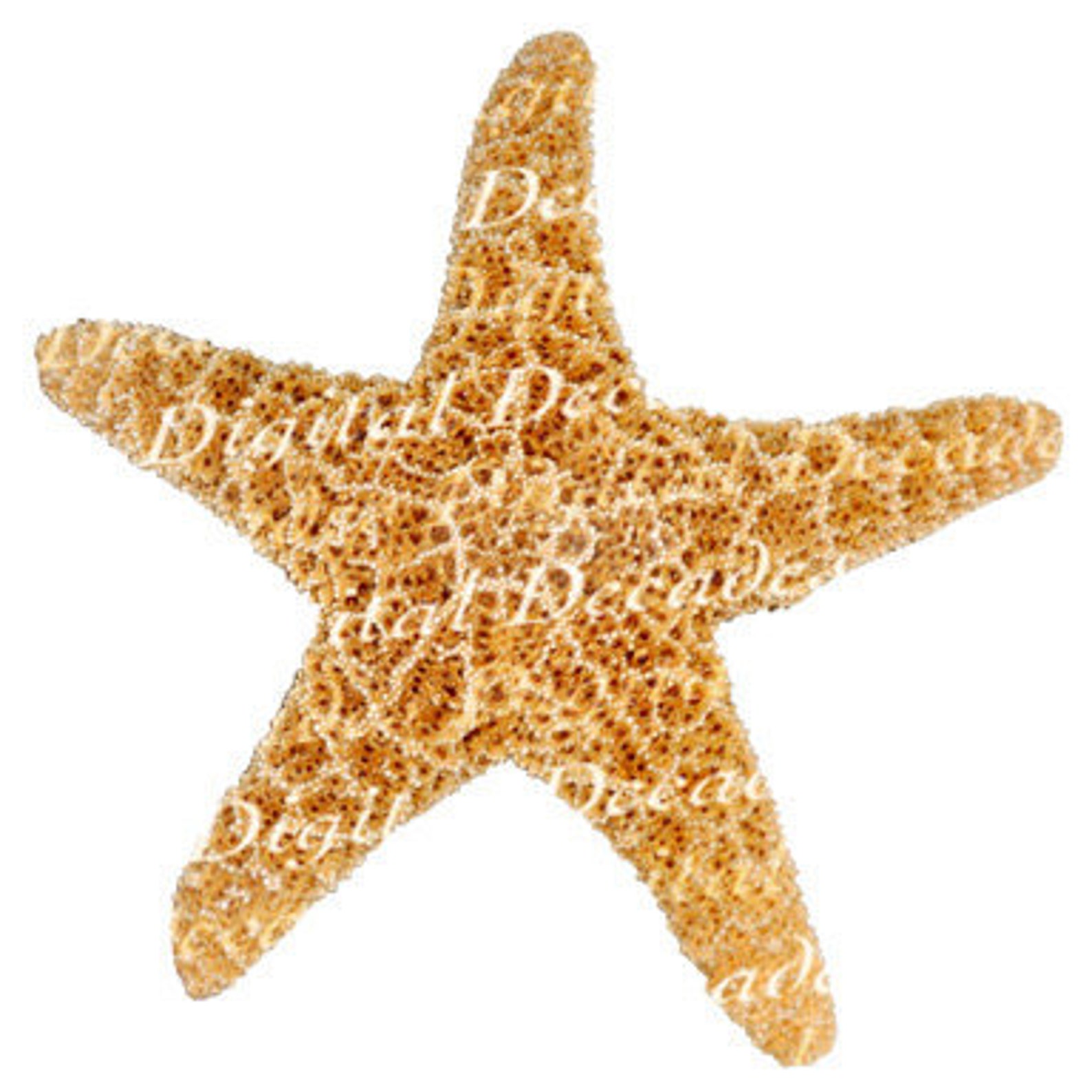 Starfish - Shells Beach Sand Sun Sea Creatures - Digital Photo Image - Etsy