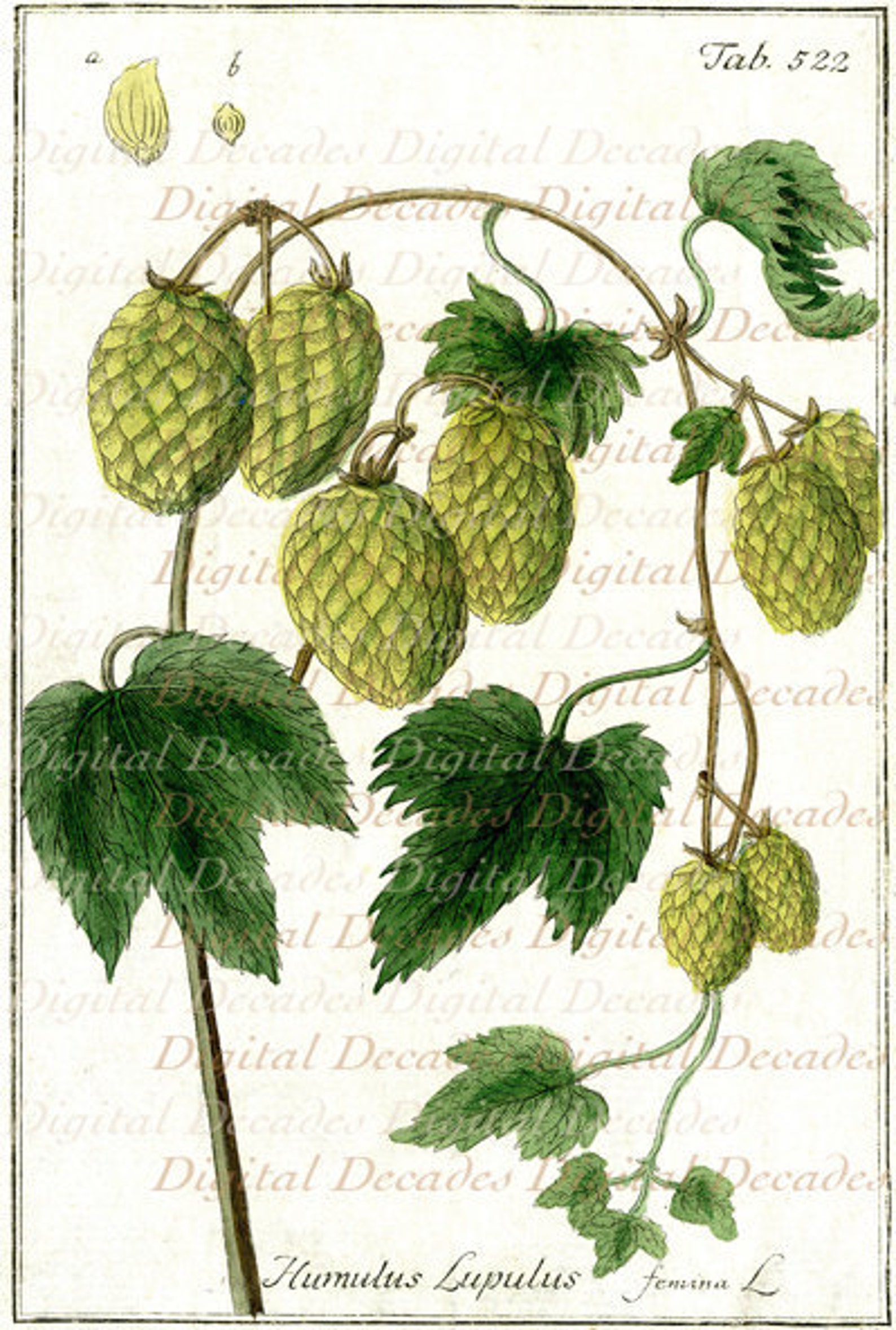 Hops Botanical Plant Beer - Digital Image - Vintage Art Illustration - Etsy