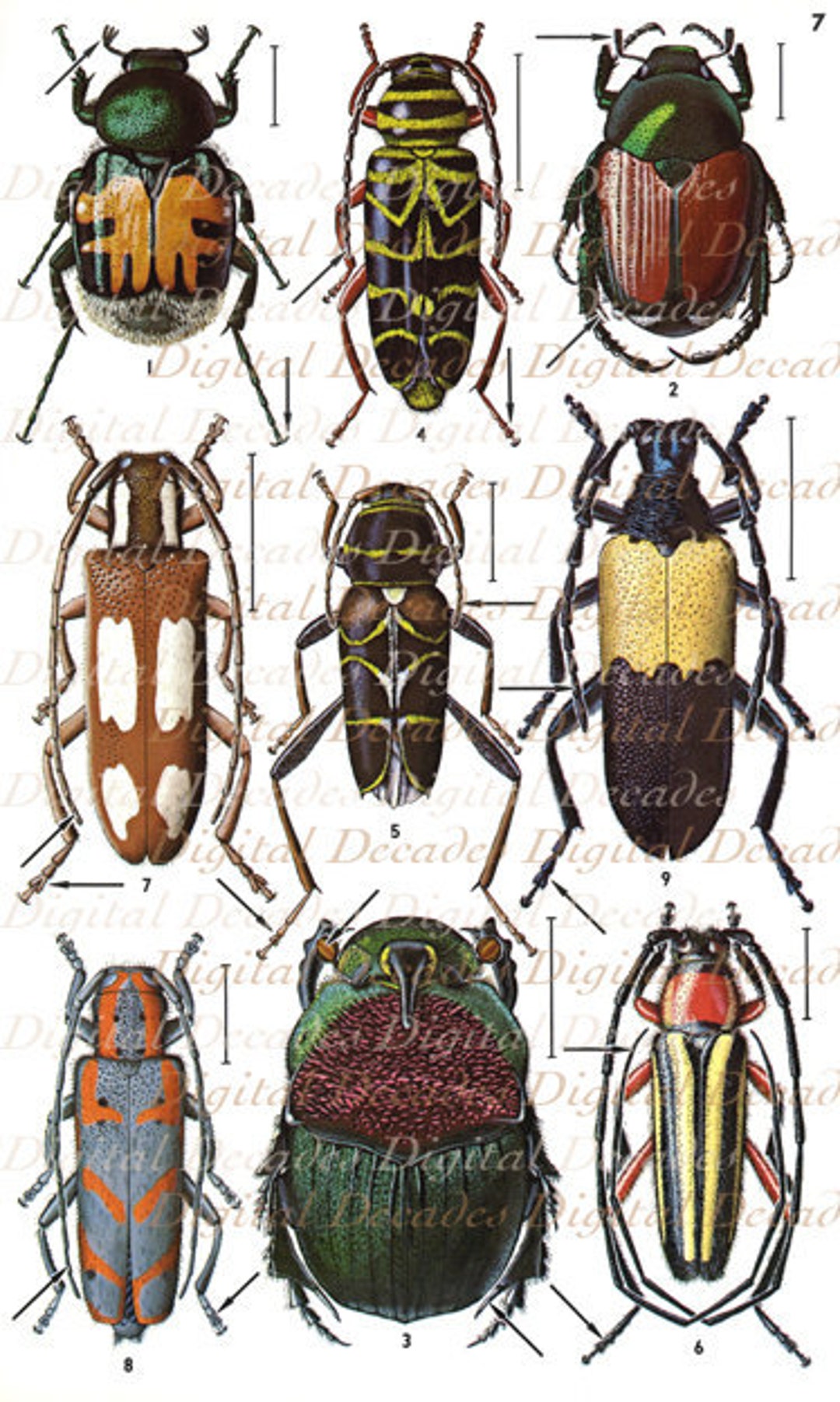 Vintage Beetles Art Illustrations - Bug Insects Oddities Mounted ...