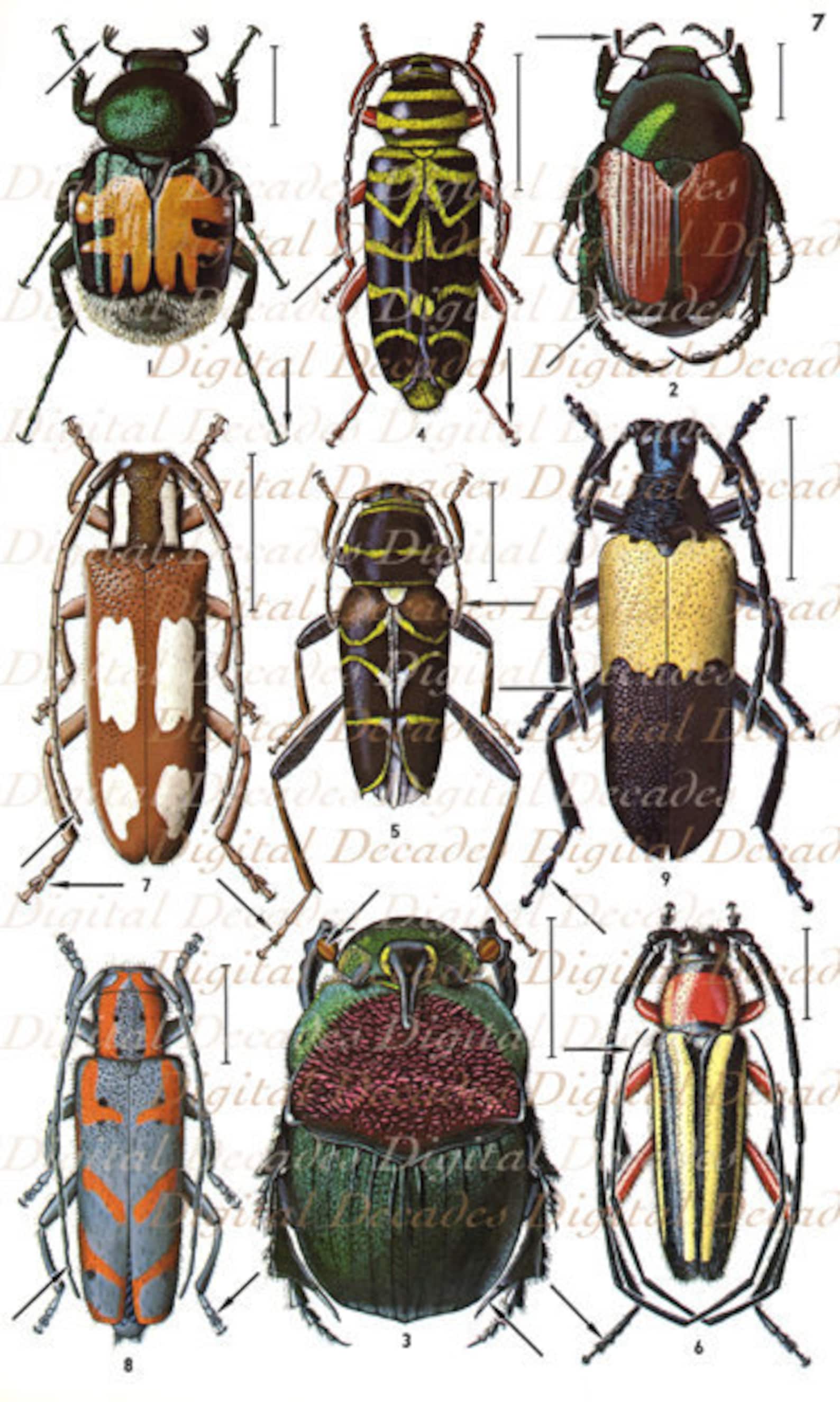 Vintage Beetles Art Illustrations - Bug Insects Oddities Mounted ...