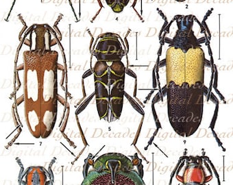 Digital Bugs Beetles and Bees Instant Download Collage Sheet - Etsy Canada