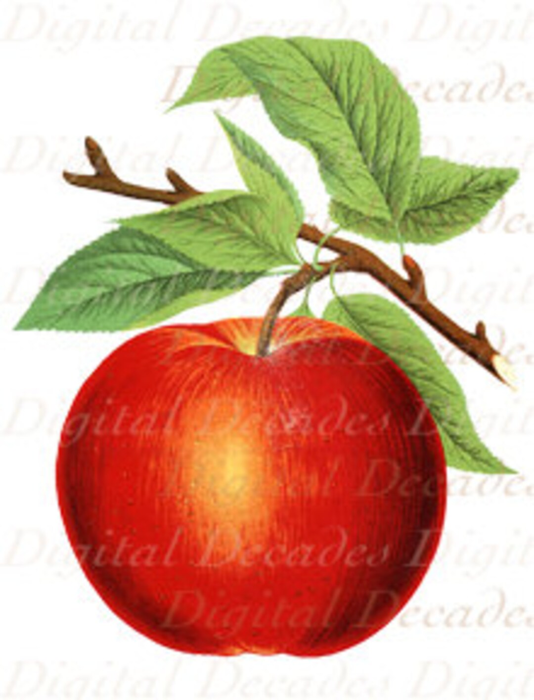 Apple Red Fruit Vintage Art Illustration - Digital Image - Instant ...