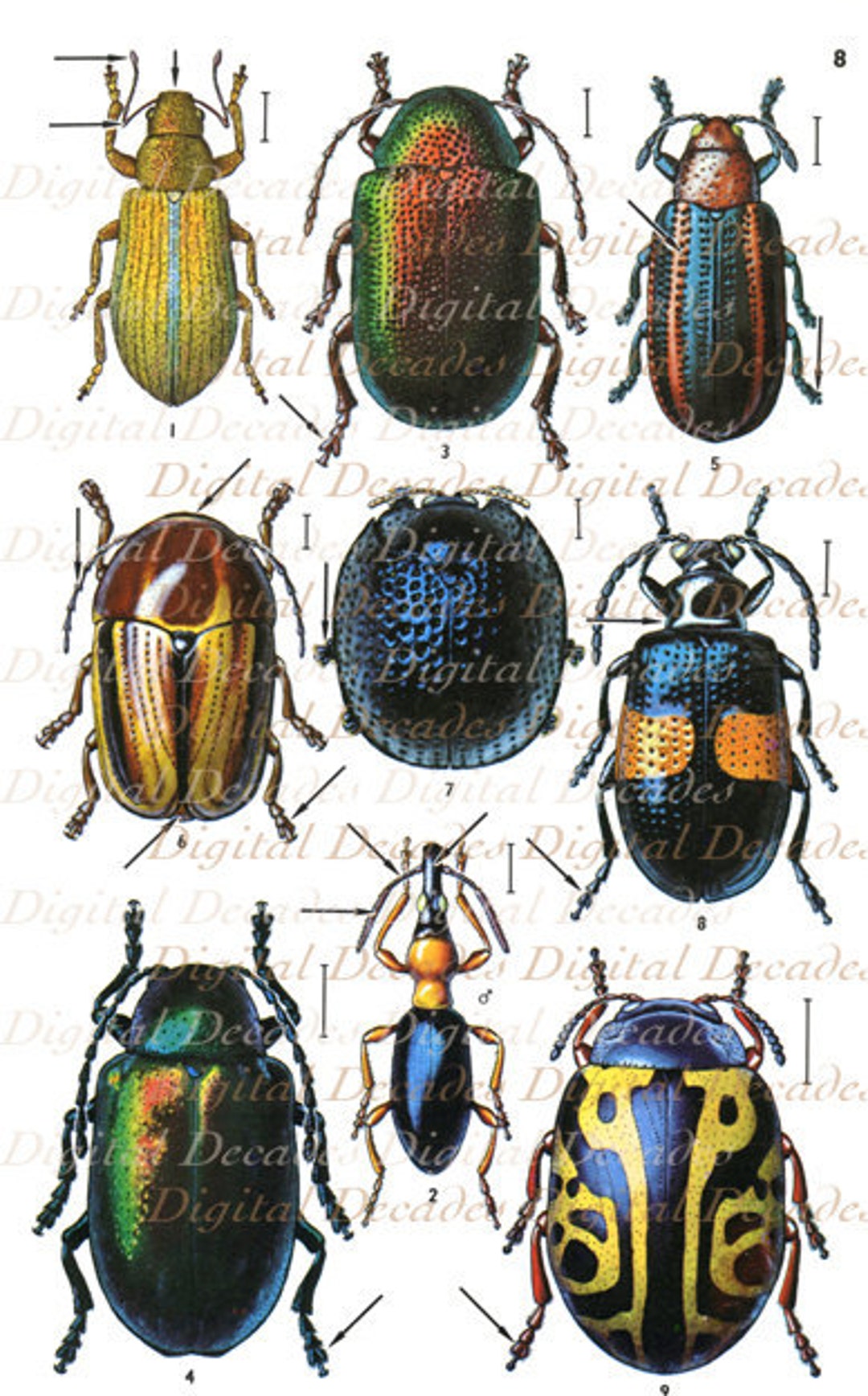 Vintage Beetle Illustrations - Multicolor Insects Bugs Science Specimen ...