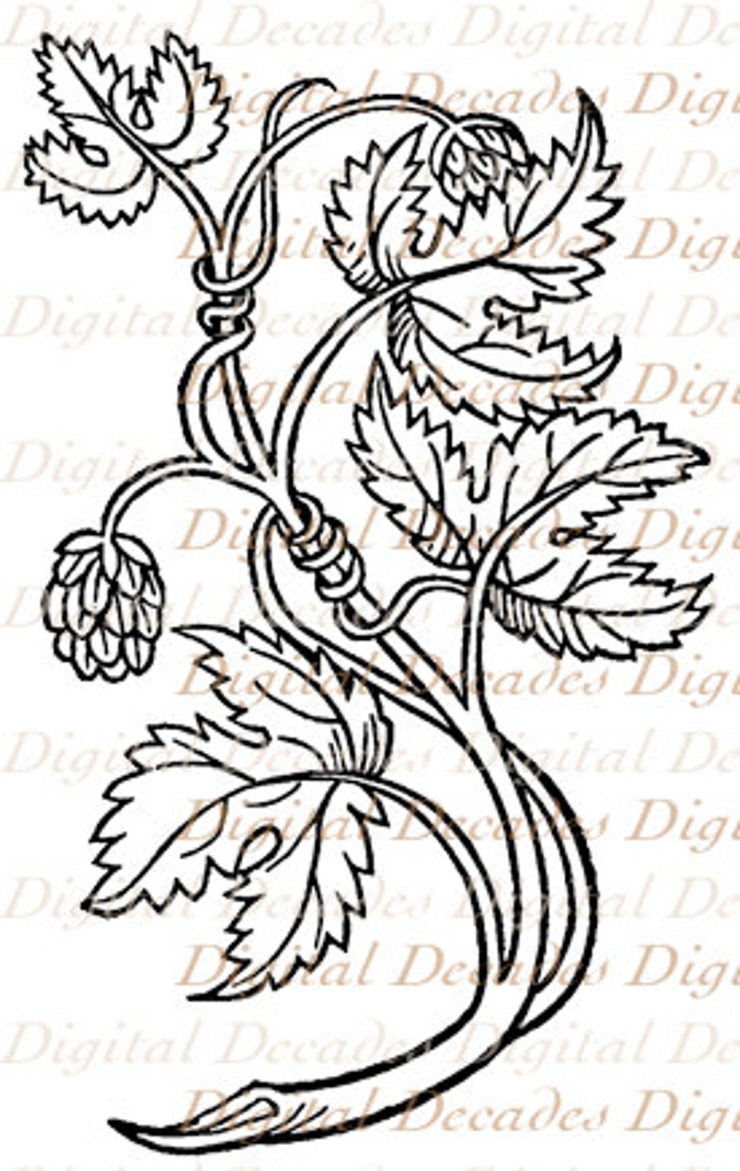 Hops Botanical Plant Beer - Digital Image - Vintage Art Illustration ...