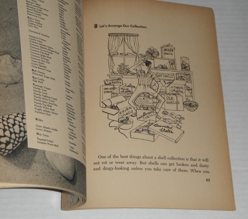 Golden Book Question and Answer Adventures With Shell by Eva - Etsy