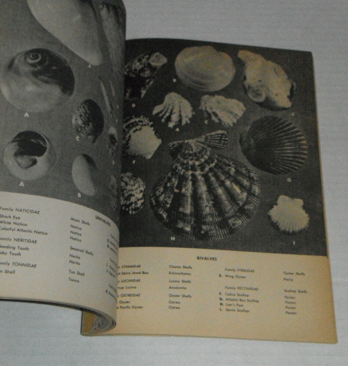 Golden Book Question and Answer Adventures With Shell by Eva | Etsy