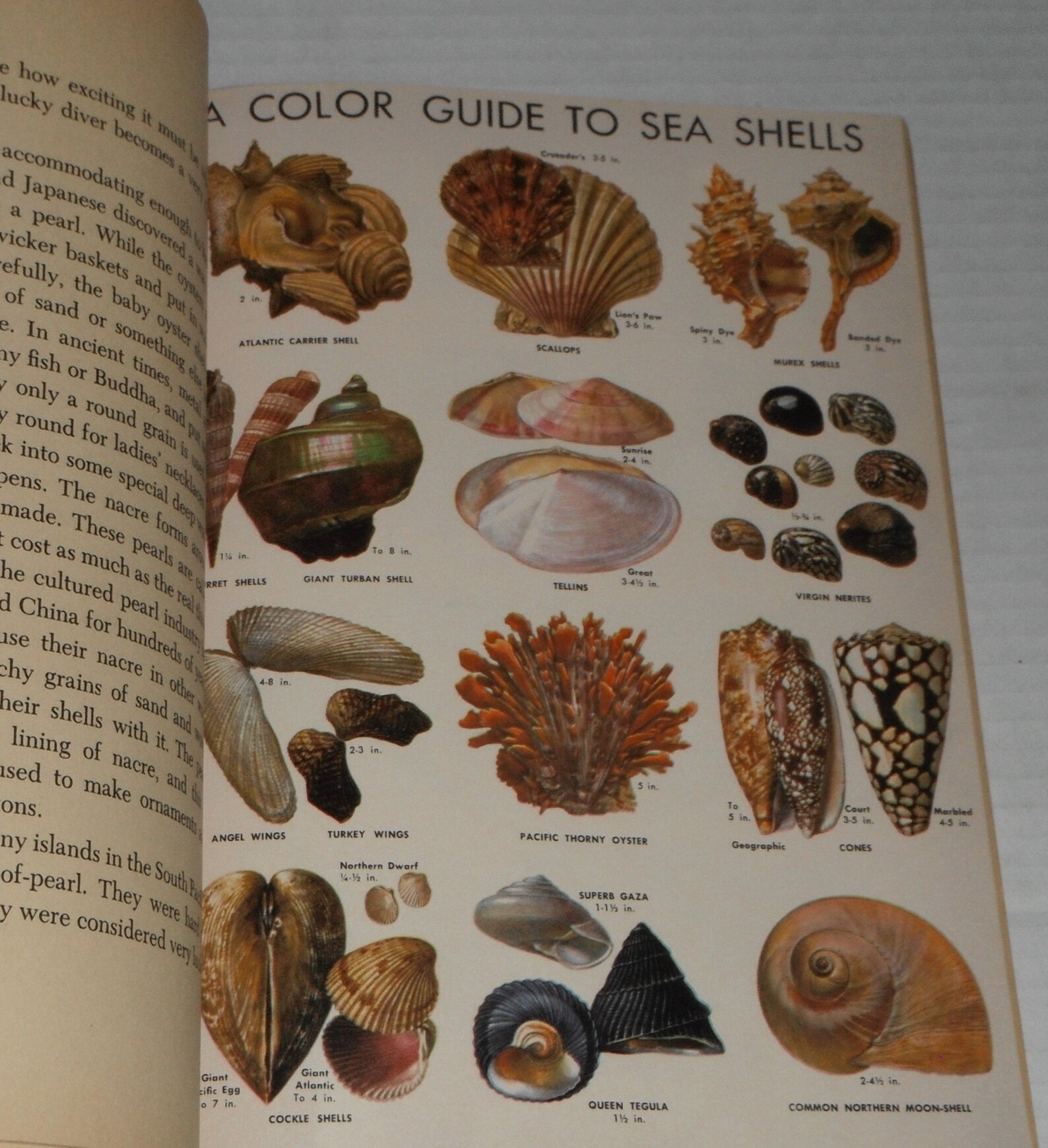 Golden Book Question and Answer Adventures With Shell by Eva | Etsy