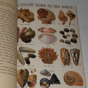 Golden Book Question and Answer Adventures With Shell by Eva Knox Evans ...