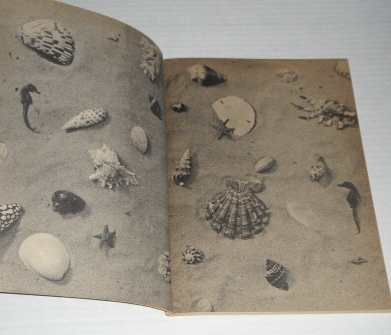 Golden Book Question and Answer Adventures With Shell by Eva - Etsy