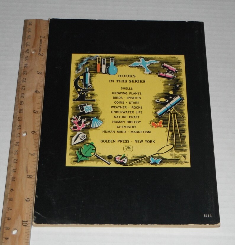 Golden Book Question and Answer Adventures With Shell by Eva - Etsy