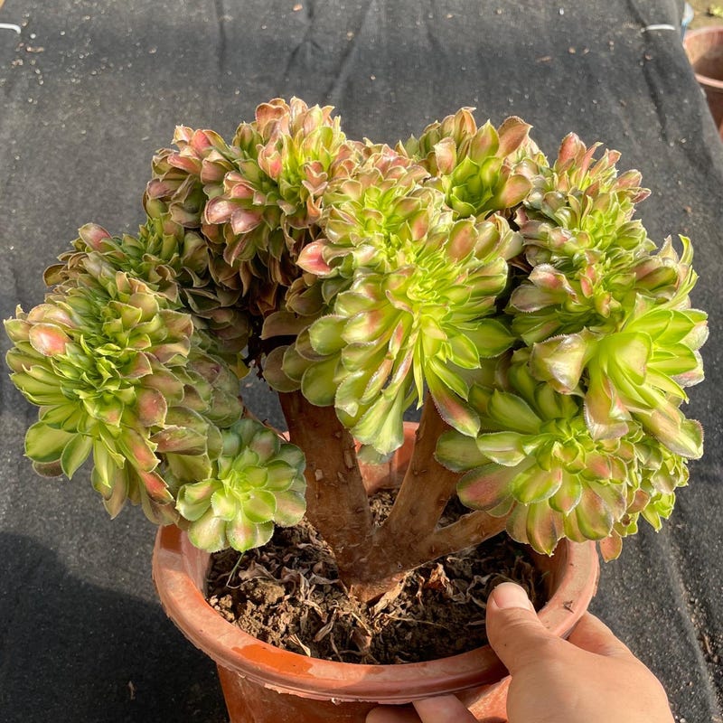 Crested Cactus - Etsy