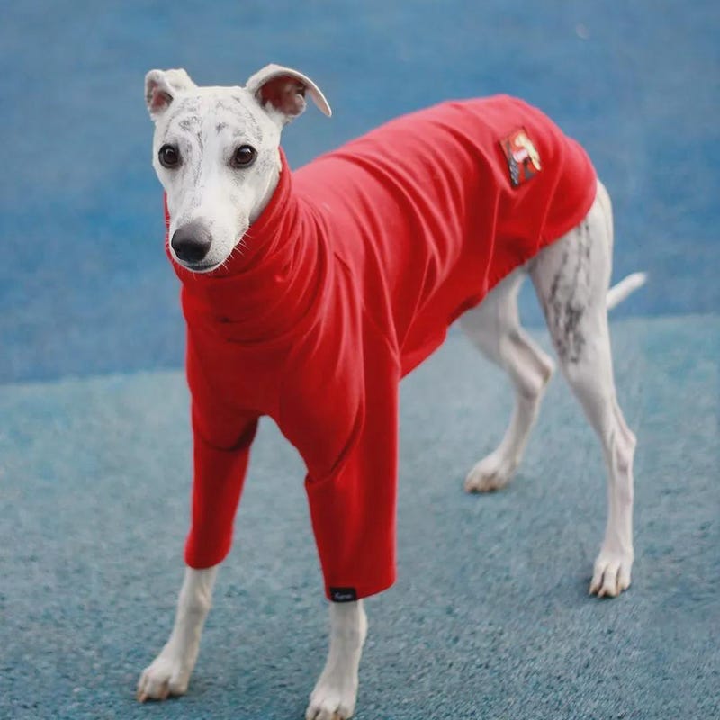 Custom Whippet Coats - Etsy