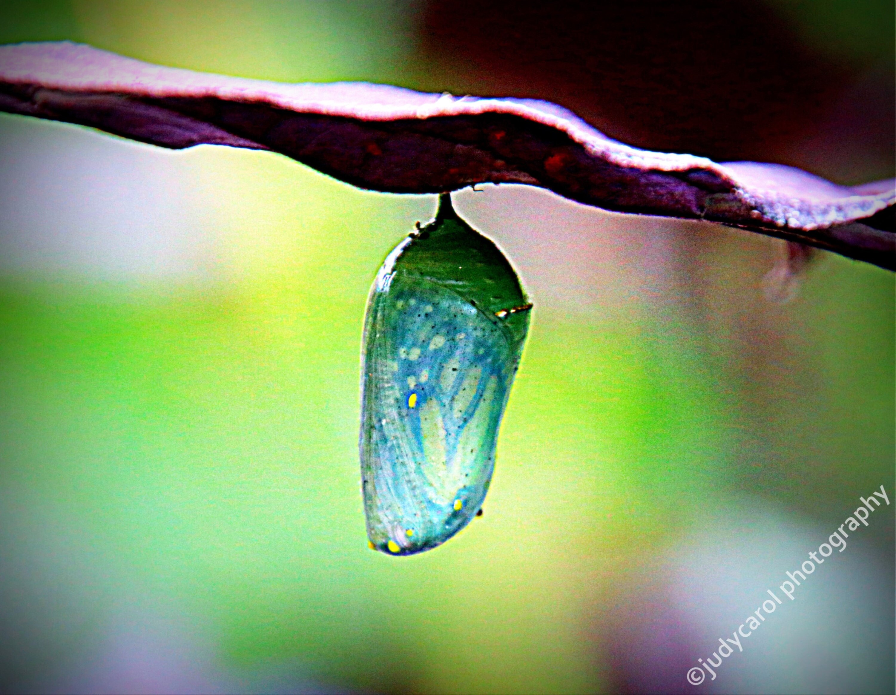 Butterfly Chrysalis