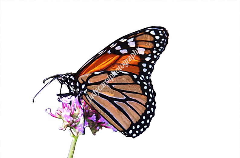 Monarch Butterfly Printable Coloring Page - Etsy