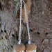 Real Acorn Chain Earrings Silver Sparkle - Etsy