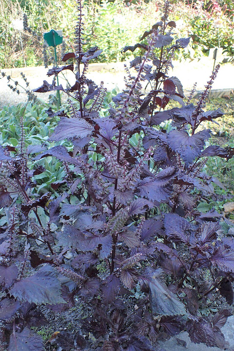 Perilla Frutescens 'crispa' Seeds - Red Shiso Ornamental Annual Herb ...