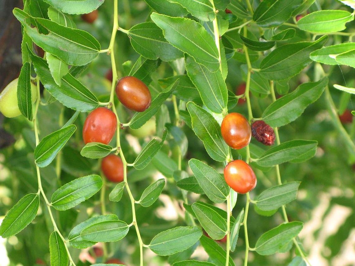 Ziziphus Jujuba Seeds - Chinese Red Date Ornamental Deciduous Fruit ...