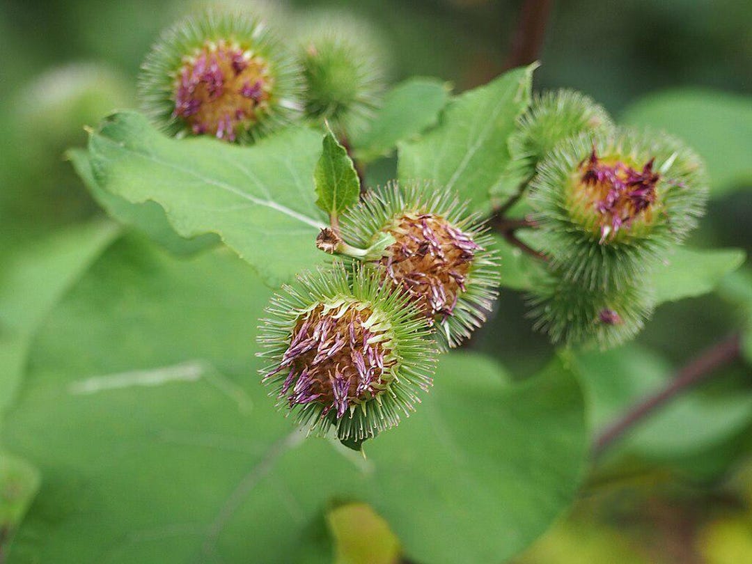 Arctium Lappa Seeds - Greater Burdock Hardy Biennial Root Plant ...