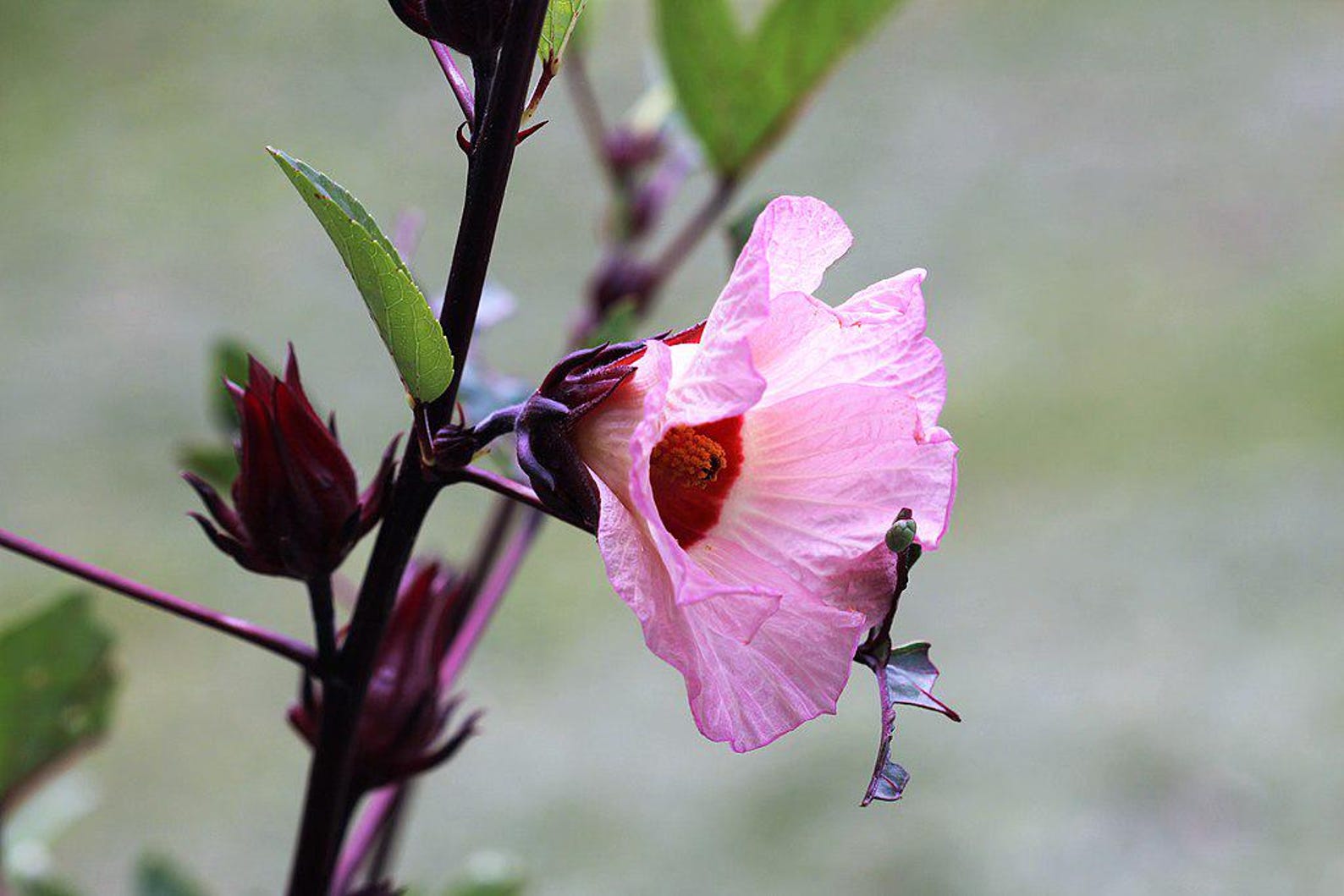 Roselle Seeds - Hibiscus Sabdariffa Seeds - Hibiscus Tea Plant, Edible ...
