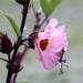 Roselle Seeds - Hibiscus Sabdariffa Seeds - Hibiscus Tea Plant, Edible ...