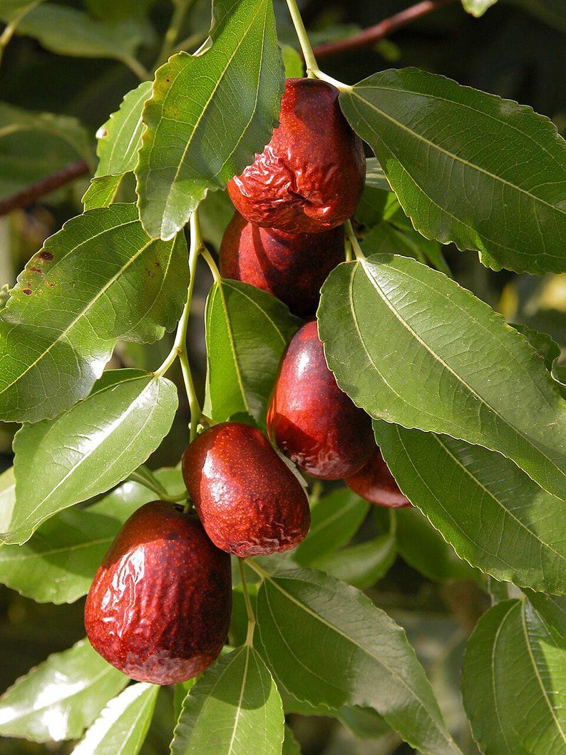 Jujube Tree Seeds - Ziziphus Jujuba Seeds - Chinese Date Sweet Fruit ...