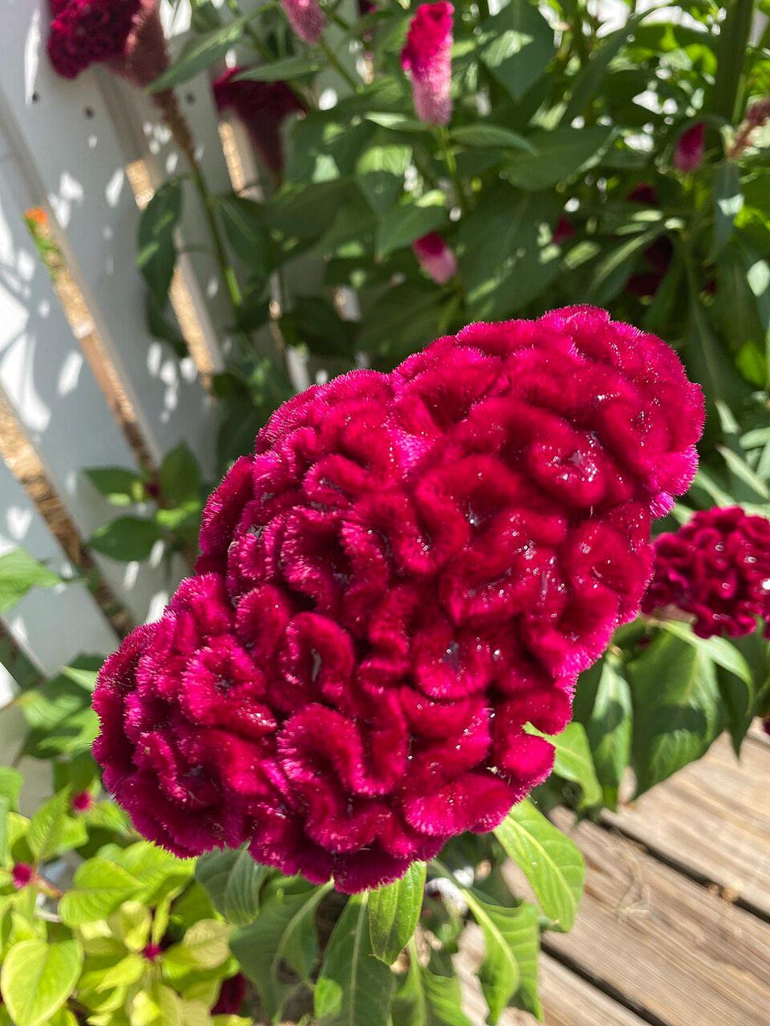 Celosia Cristata Seeds - Red Cockscomb Colorful Crested Annual Flower ...