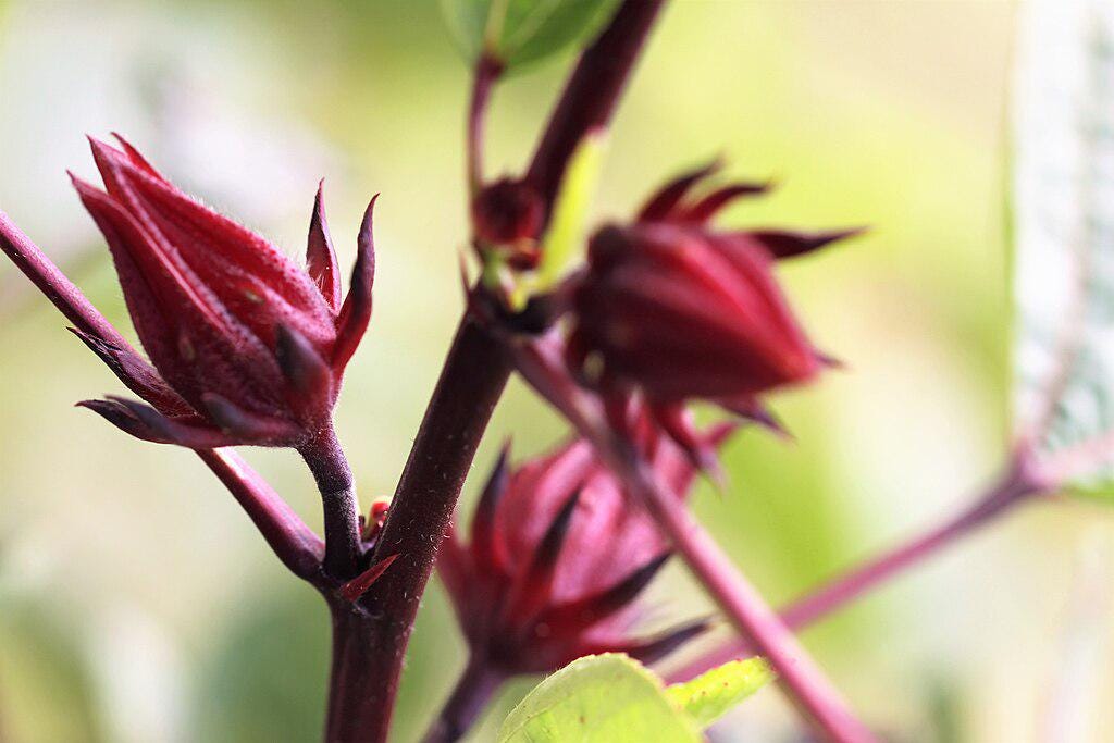 Roselle Seeds - Hibiscus Sabdariffa Seeds - Hibiscus Tea Plant, Edible ...