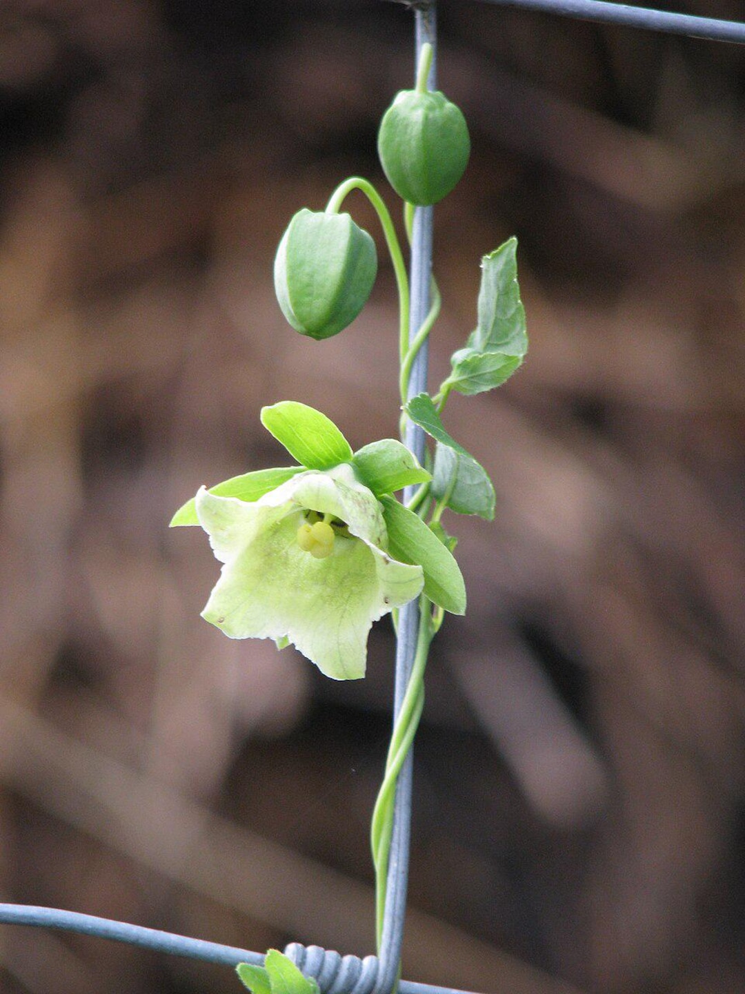Dang Shen Seeds - Codonopsis Pilosula Seeds - Poor Man's Ginseng Bonnet ...
