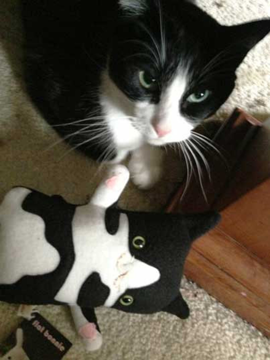 Custom Cat Stuffed Animal Customized Kitty Plush Soft Toy - Etsy