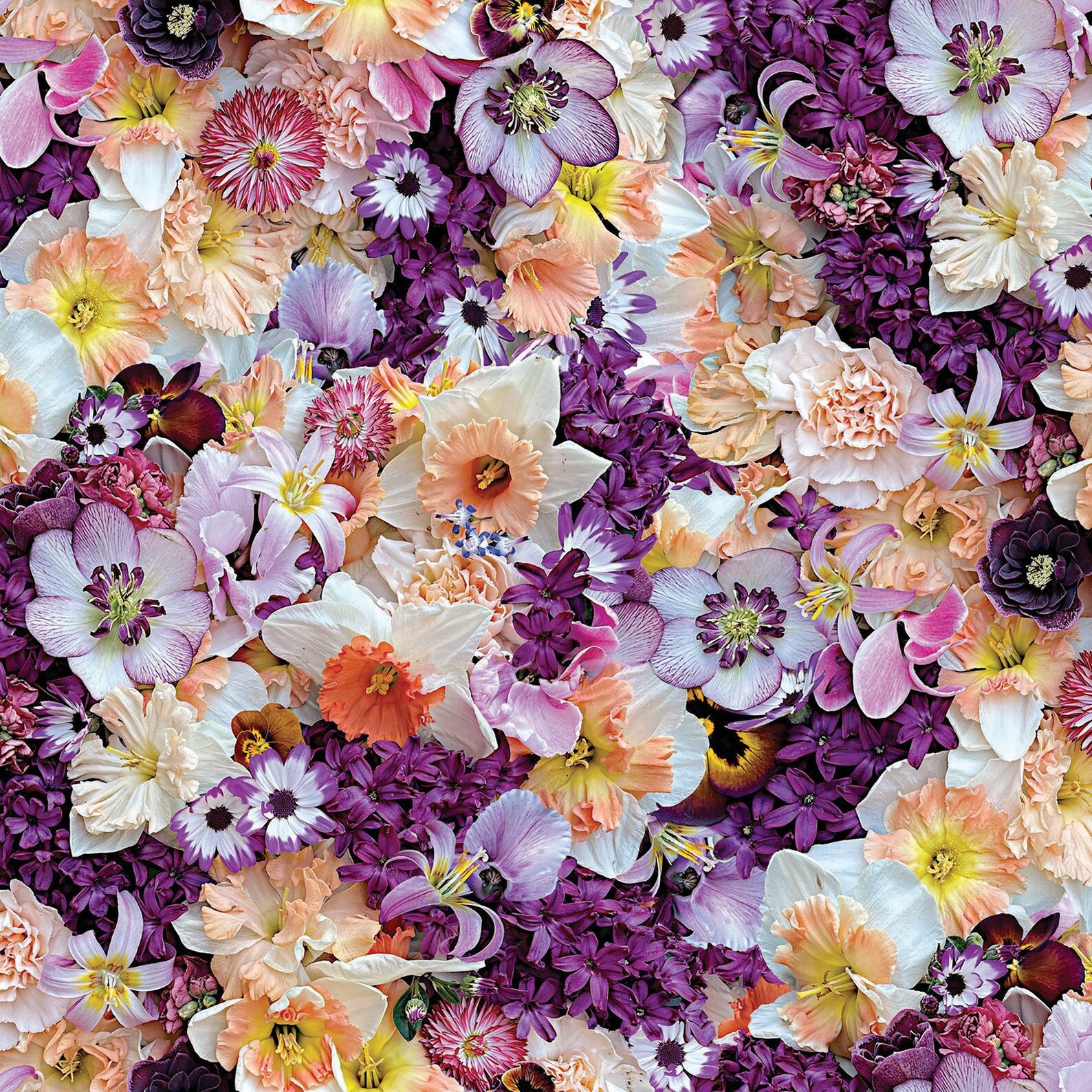 Hand Picked First Light Peach Beauty Purple Peach by - Etsy