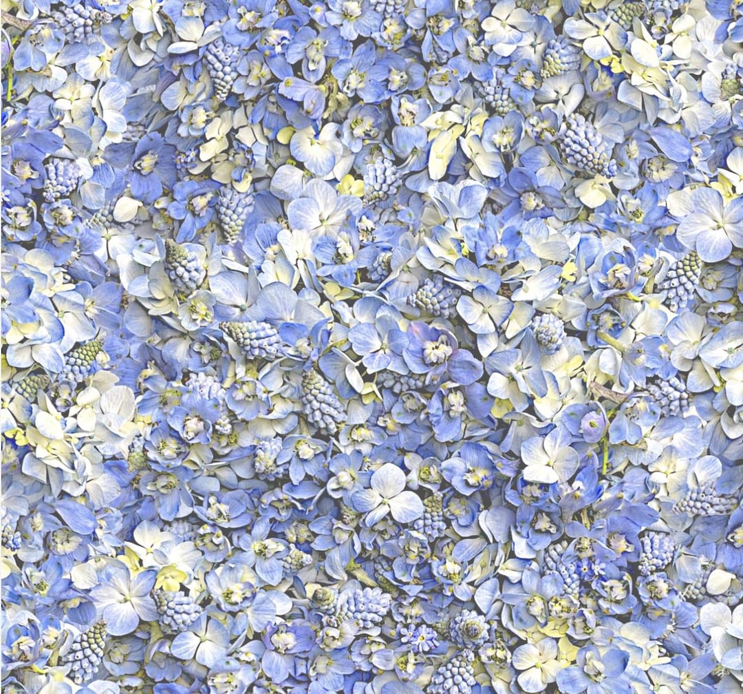 Hand Picked Forget Me Not - Pale Skies Blue From Maywood Studio Fabric ...
