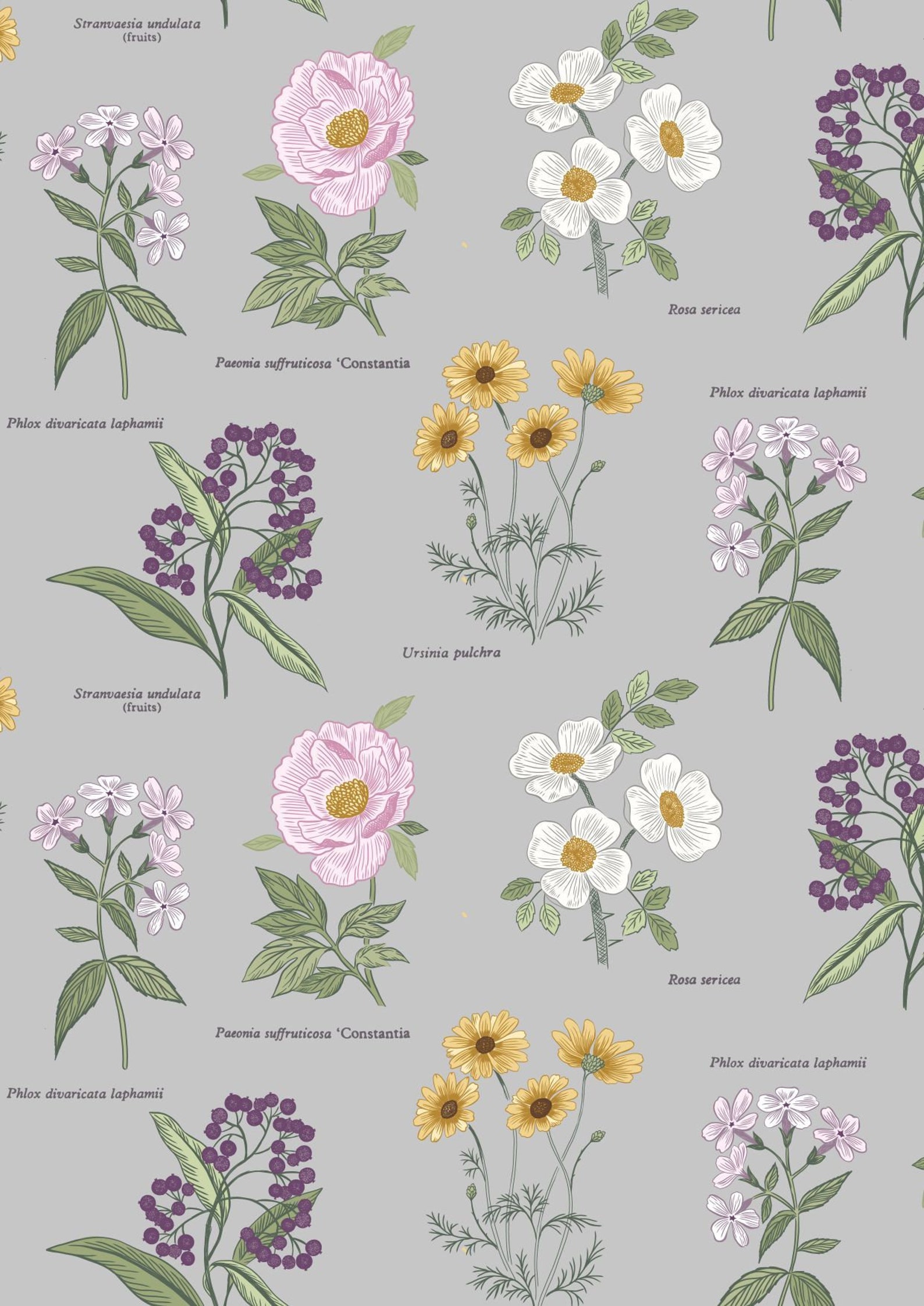 Botanic Garden - Flower Names Light Grey From Lewis and Irene Fabric - Etsy